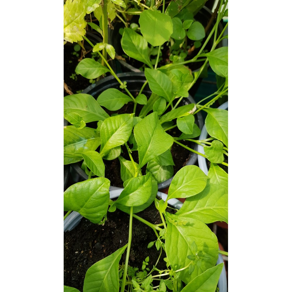 Marie-Perrine Pot 1Litre