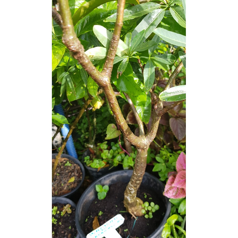 Baobab du madagascar 12ans 1m Pot de 5 Litres