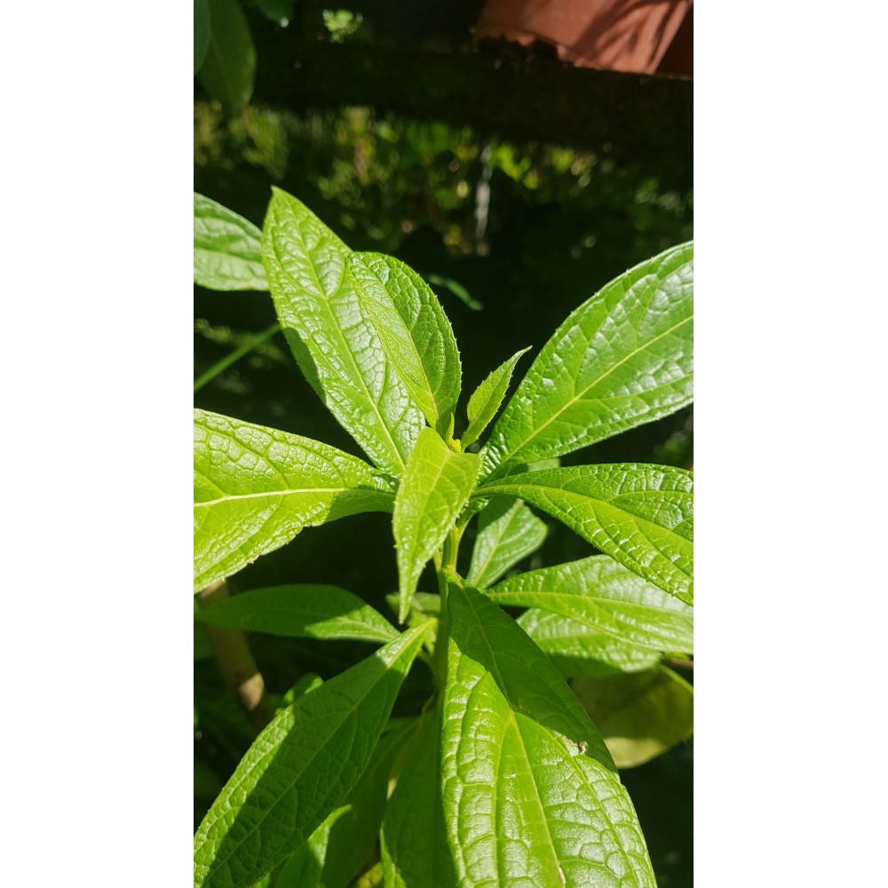 Zèb à pic ou Herbe-à-pic - Pot 1 Litre