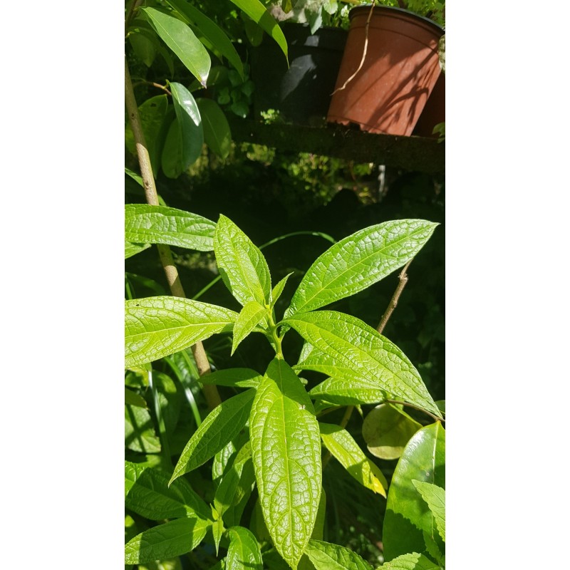 Zèb à pic ou Herbe-à-pic - Pot 1 Litre