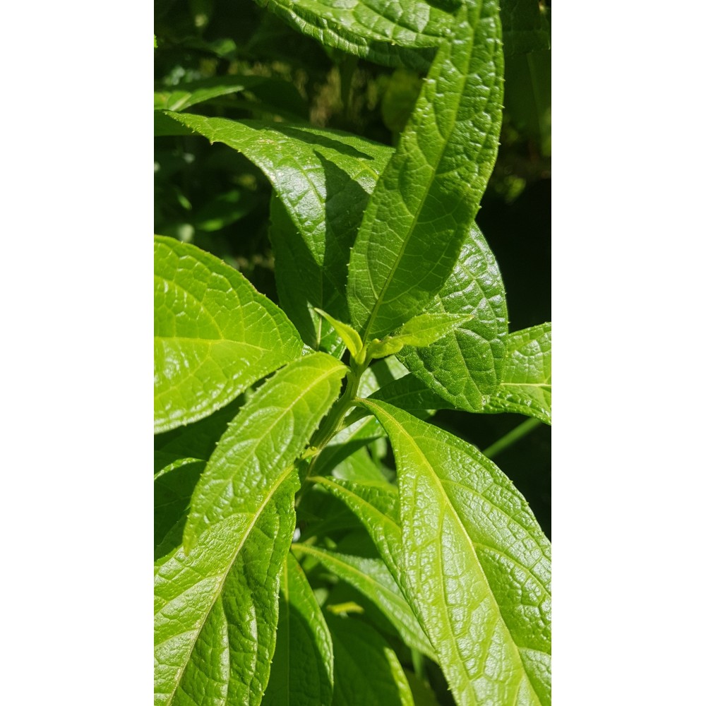 Zèb à pic ou Herbe-à-pic - Pot 1 Litre