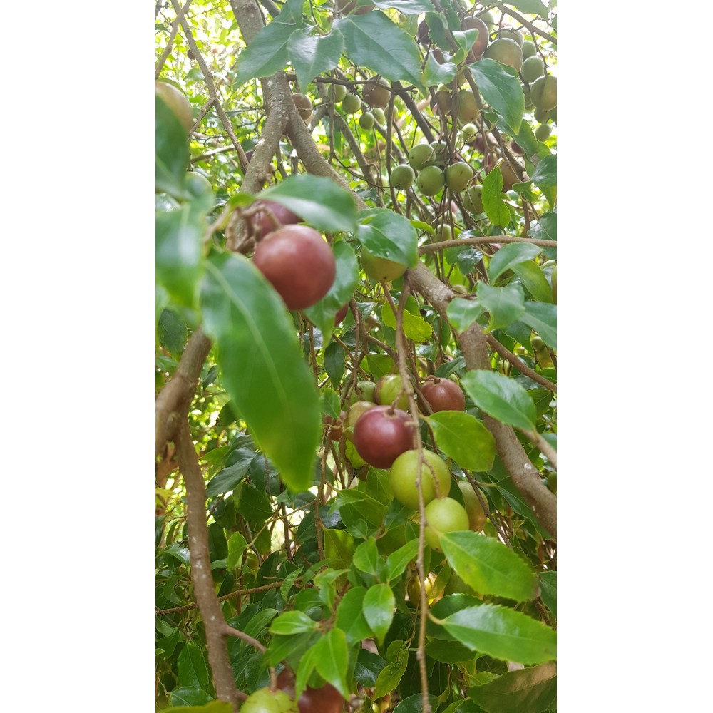 Merisier plant pot 1L