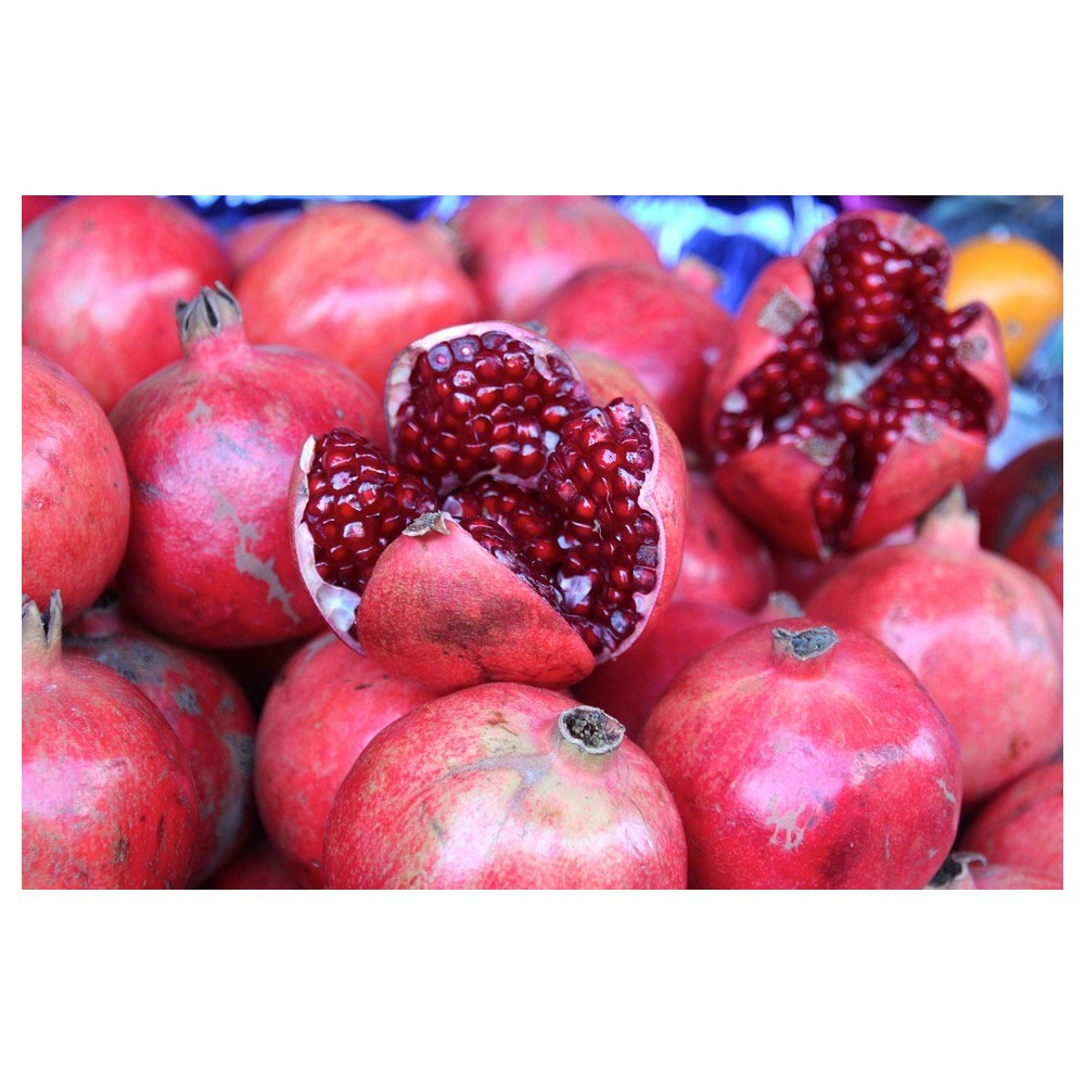 Grenadier Pot 1 Litre