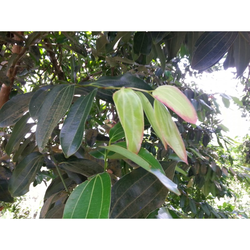 Cannelier Pot 1 Litre