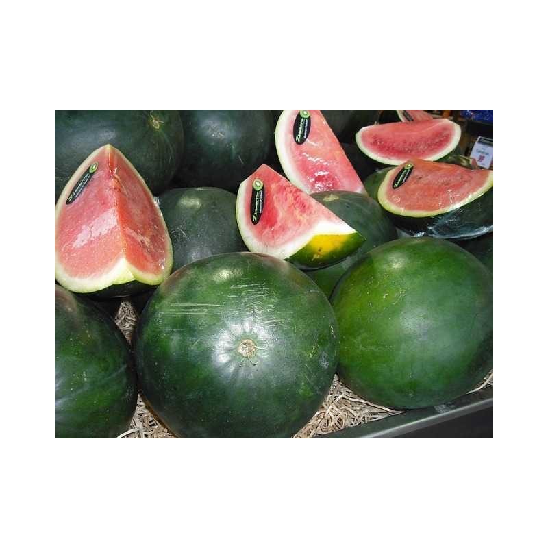 Pastèque 3 plants Pot 1 Litre