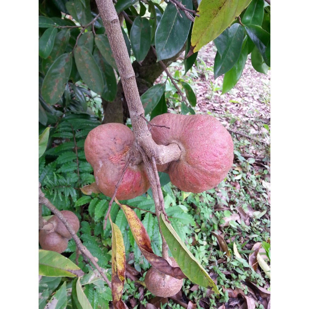 Cachiman Pot 1 Litre