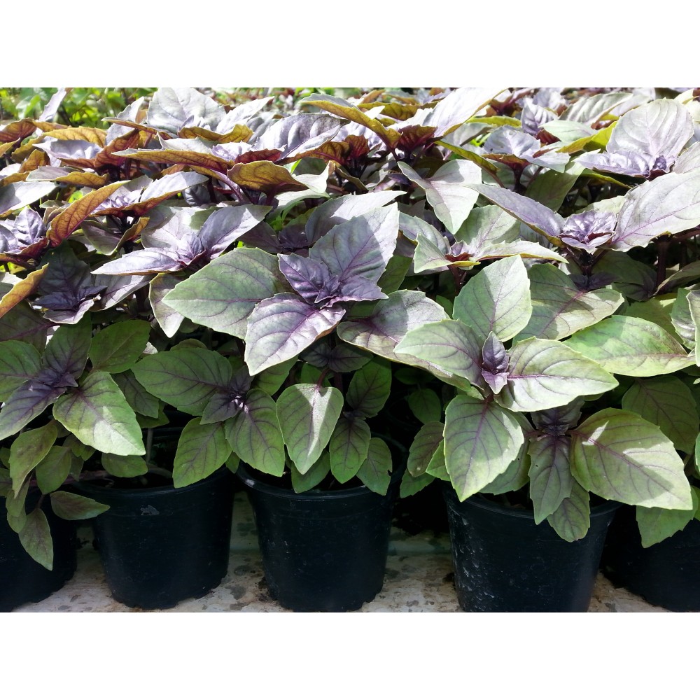 Basilic pourpre Pot 1 Litre