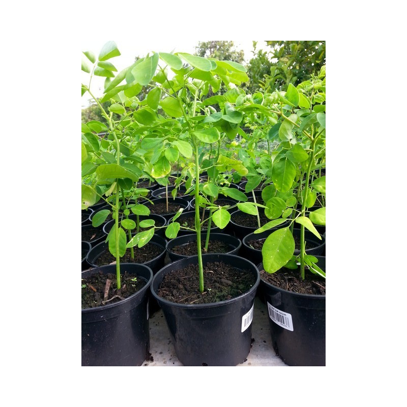 Moringa oleifera Pot 1 Litre