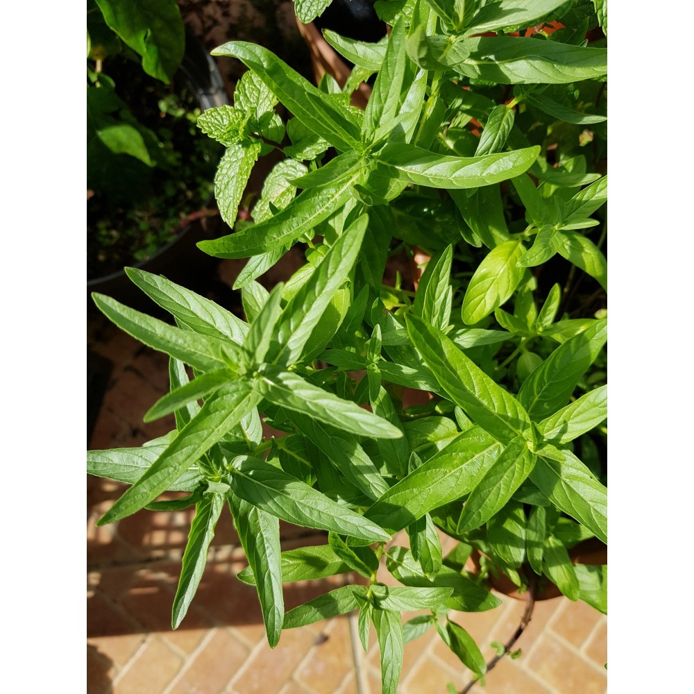 Menthe marocaine plant Pot 1 Litre