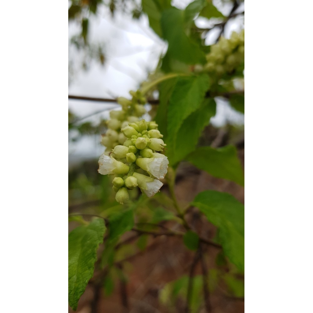 Mahot noir Pot 1 Litre