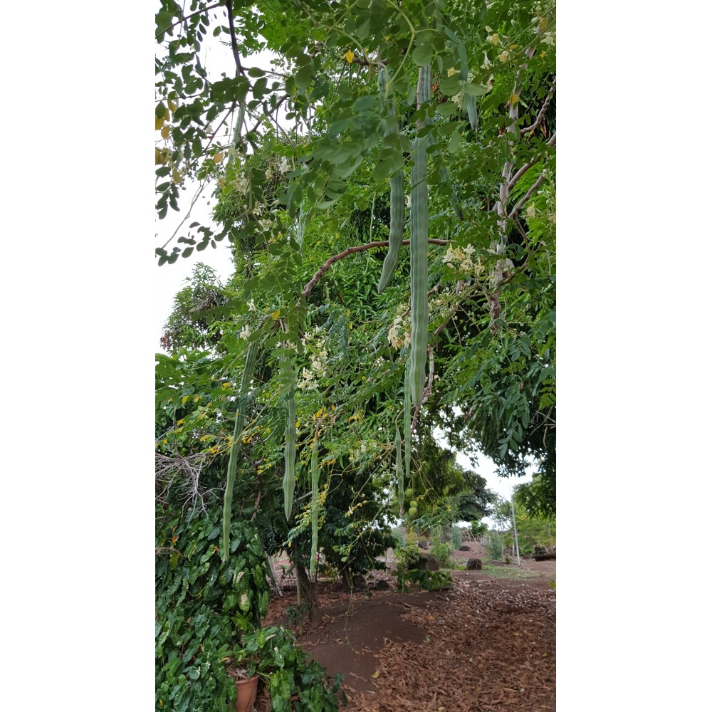 Moringa olifera Pot 1 Litre