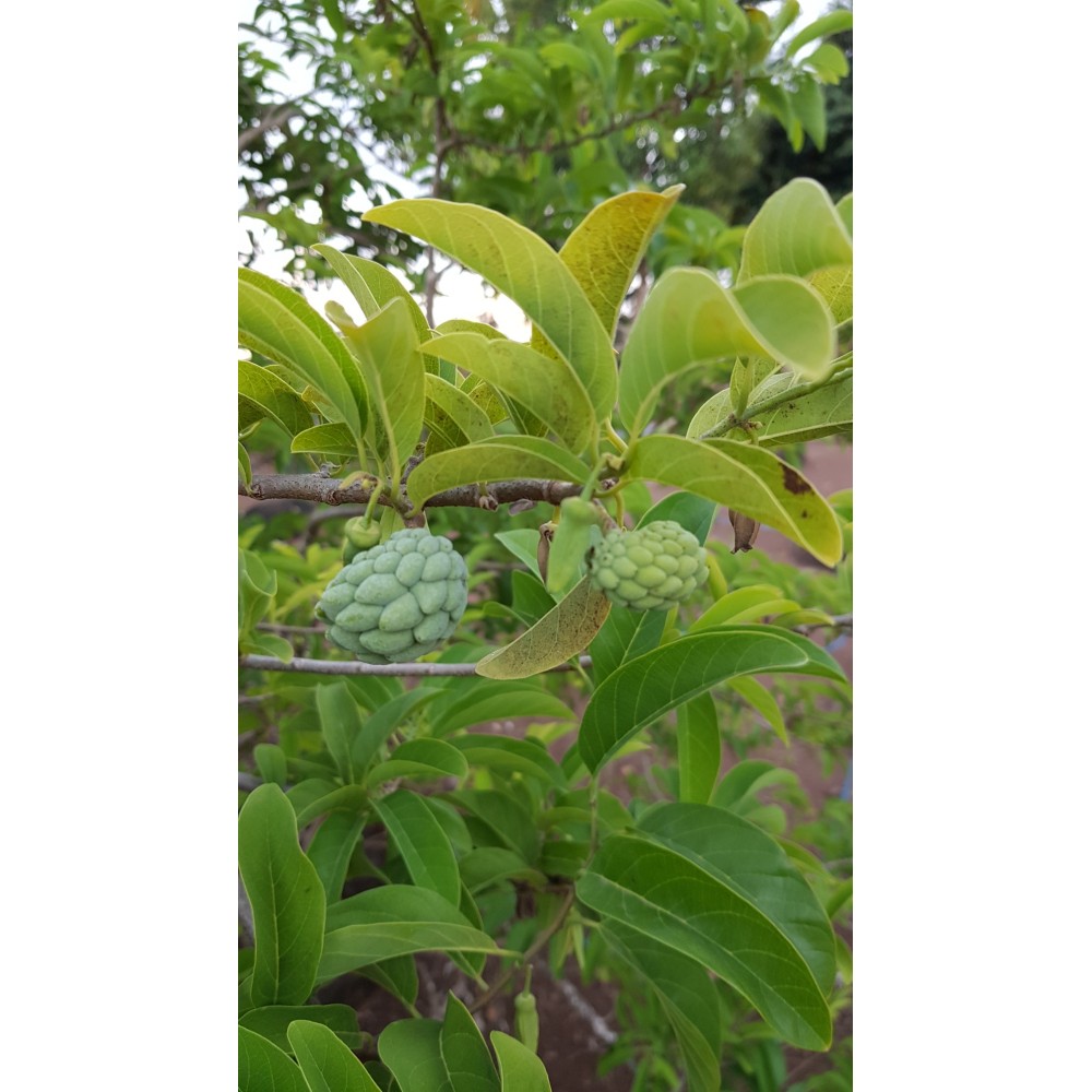 Pomme cannelle Pot 1Litre