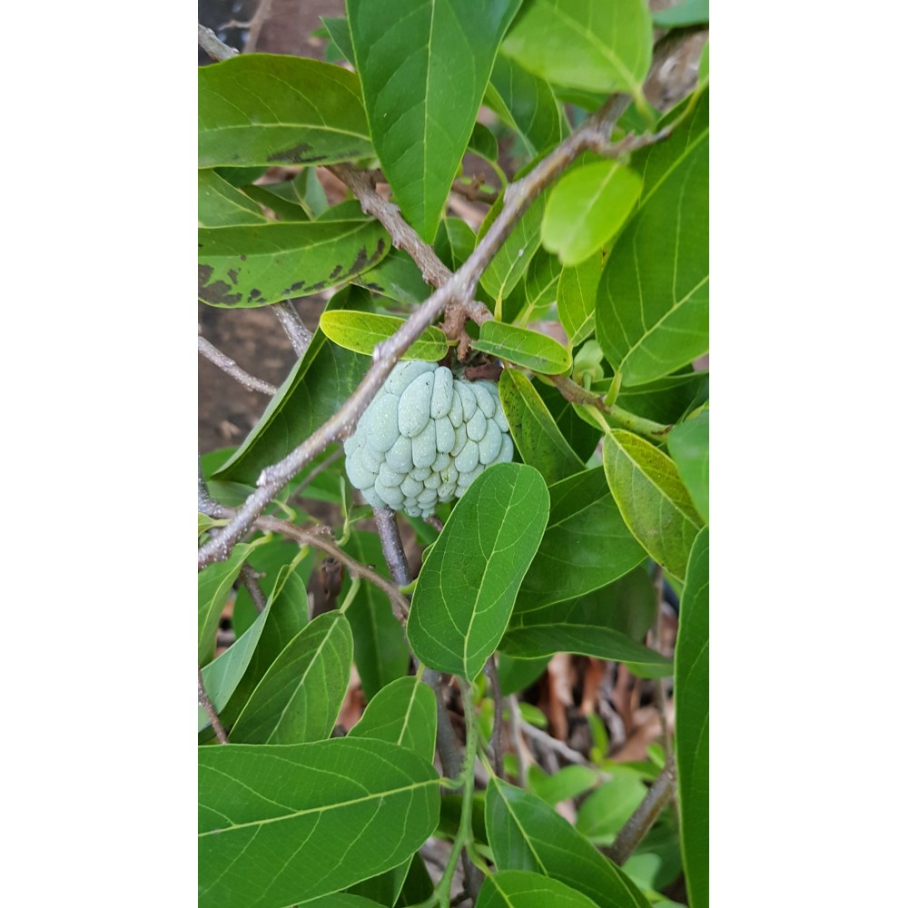 Pomme cannelle Pot 1Litre