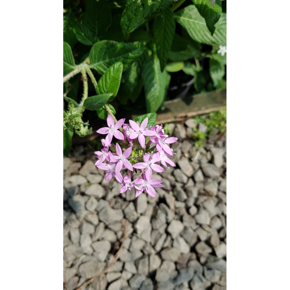 Pentas rose Pot 1 Litre