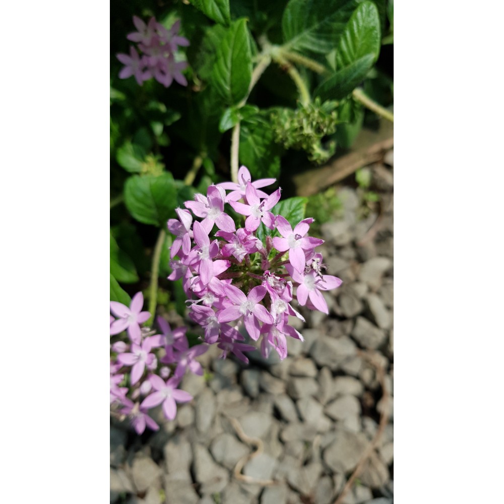 Pentas rose Pot 1 Litre