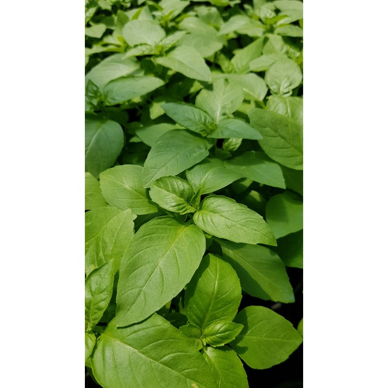 Basilic citron Pot 1 Litre