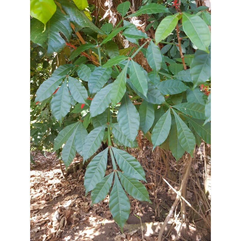 Quinquina Pot 1 Litre