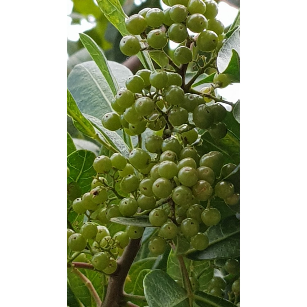 Poivrier rose Pot 5 Litres