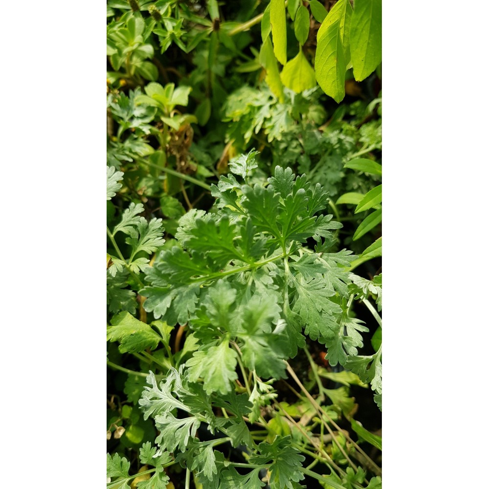 Absinthe Pot 1 Litre