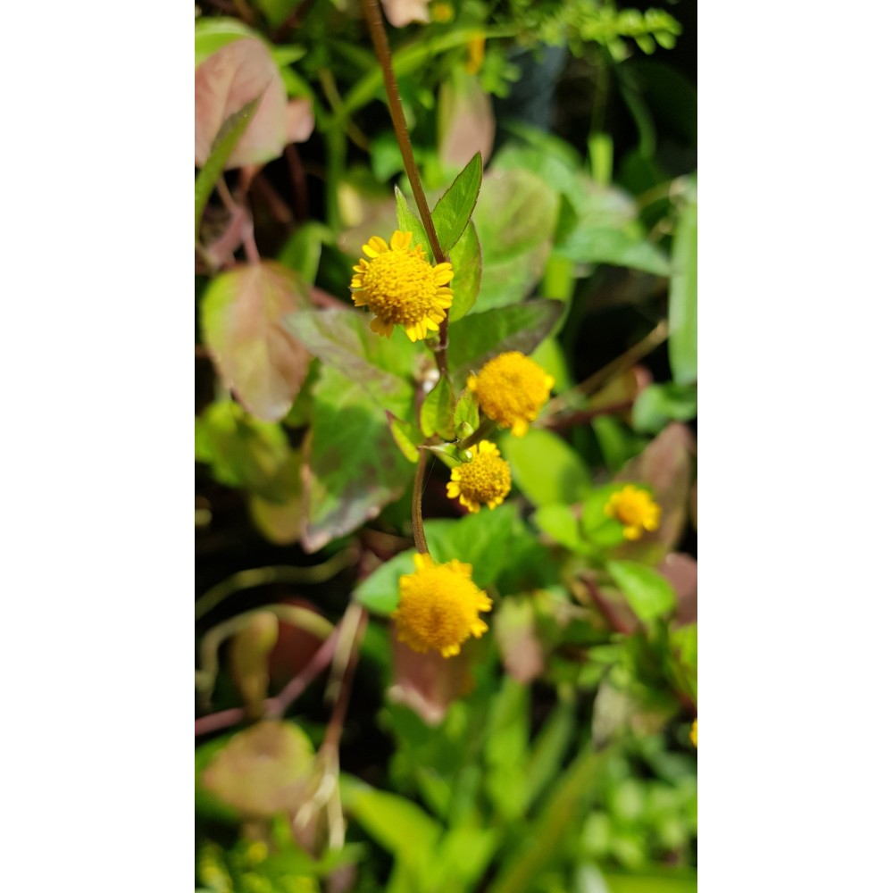 Brede mafane Pot 1 Litre