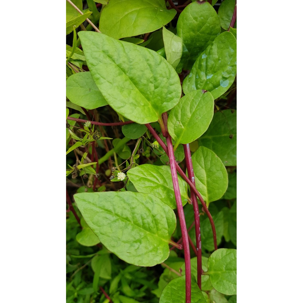 Epinard de Malab rouge Pot 1 Litre