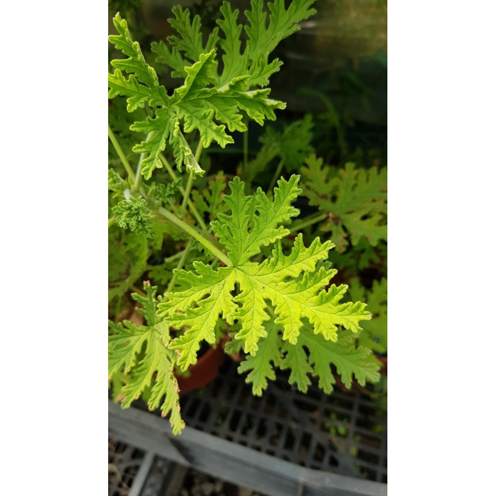Géranium citron odorant Pot 1 Litre