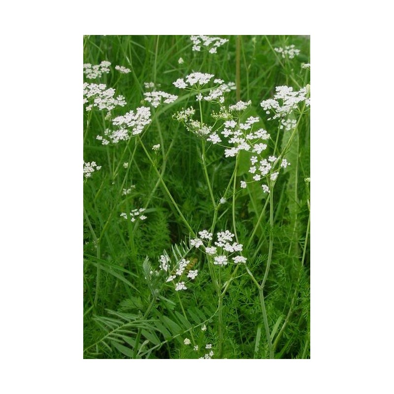 Cumin plant - PEPINIERE DE LESTRADE : Ventes de plantes diverses.