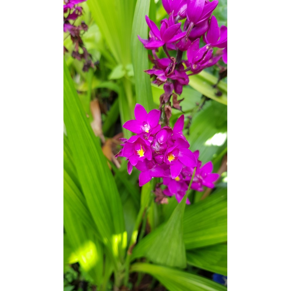 Orchidée coco fleurs violettes Pot 1 Litre