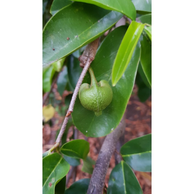 Corossolier Pot 1 Litre