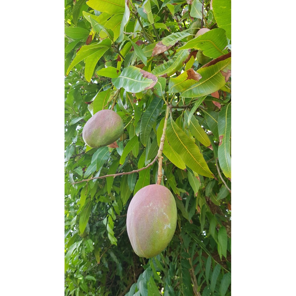 Mangue Julie Pot 5 Litres